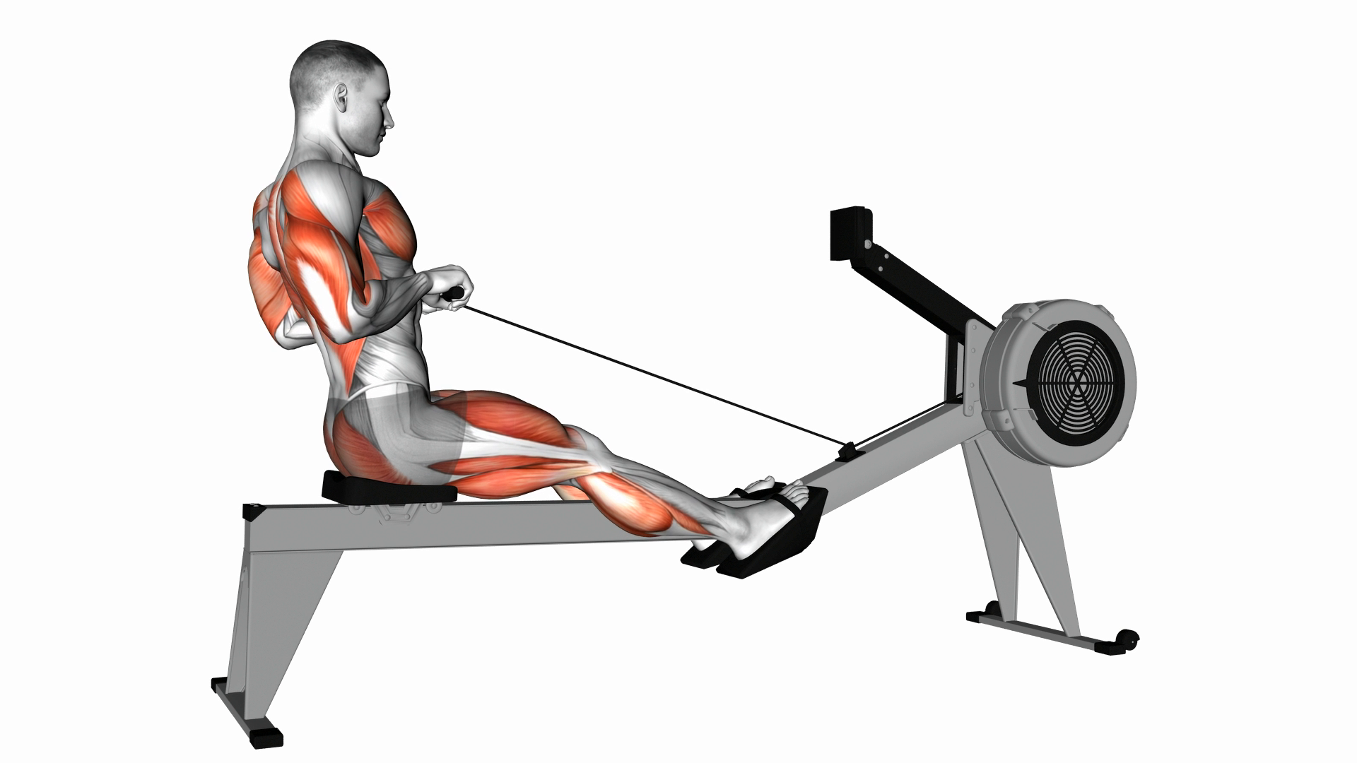 Muscles Used While Rowing: Complete Guide to Rowing Machine Muscles